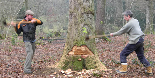 Axe & handtools training including tree felling - wholewoods